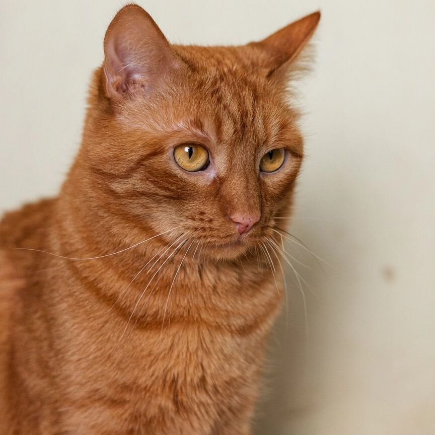 Рыжий котик ждет семью