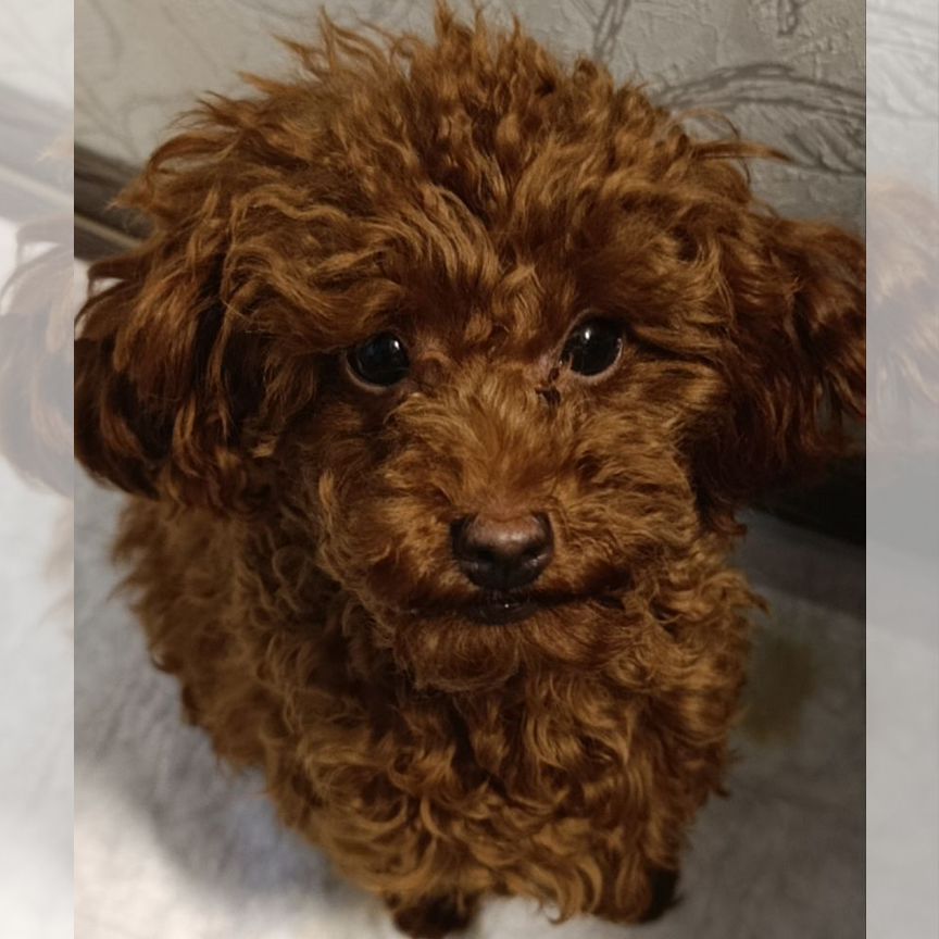 Той-пудель, щенок