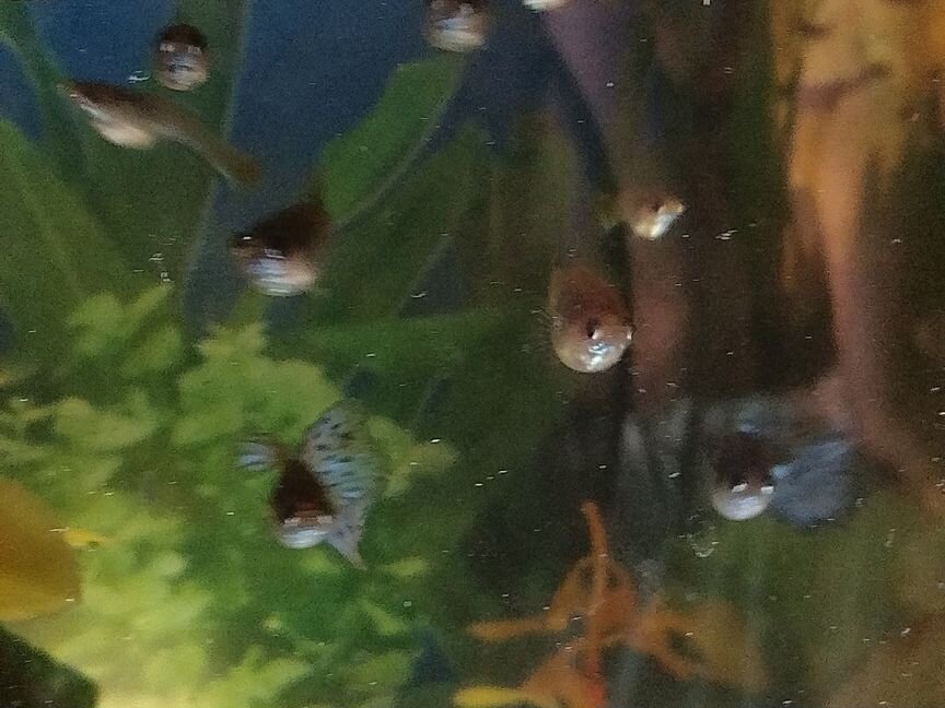 Рыбки гупёшки