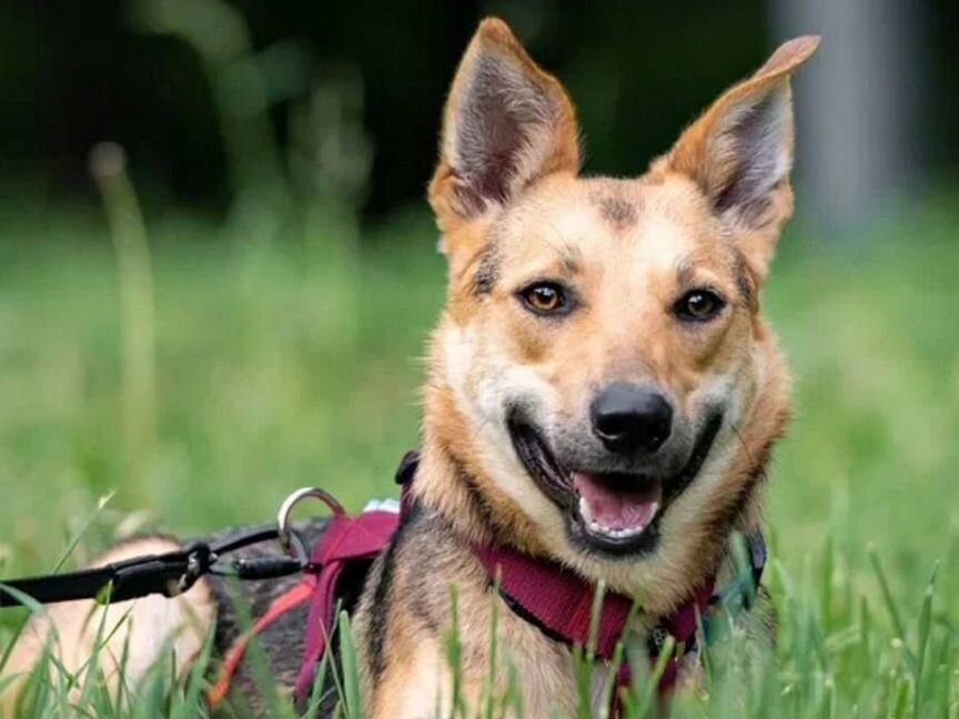 Собака в добрые руки