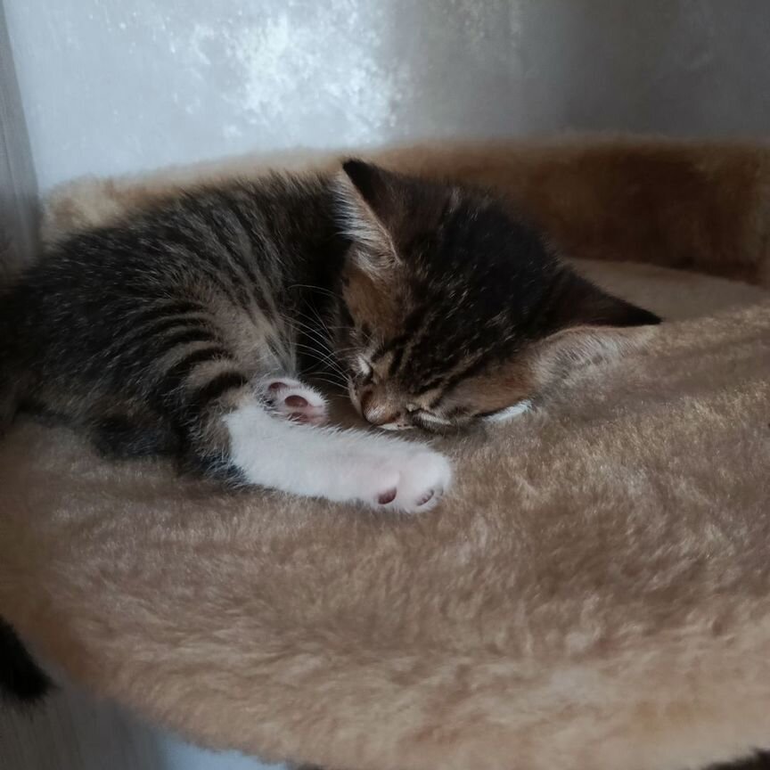 Котенок мальчик с приданным