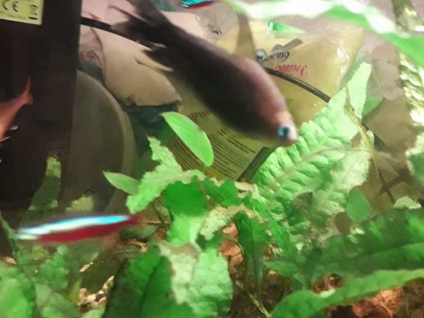 Тетра королевская, тетра минор