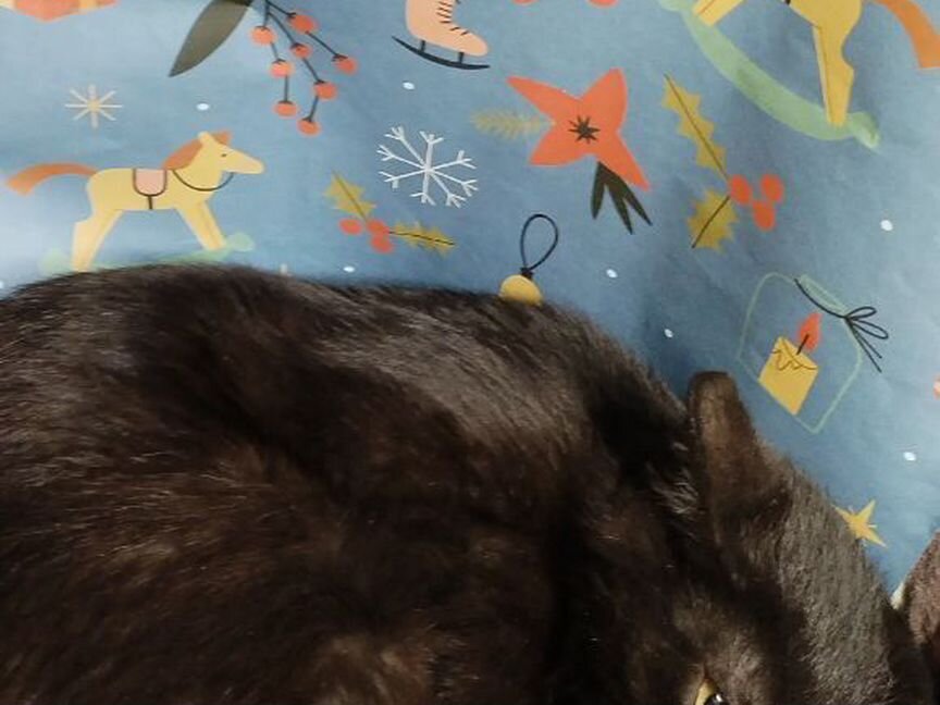 Котенок олененок