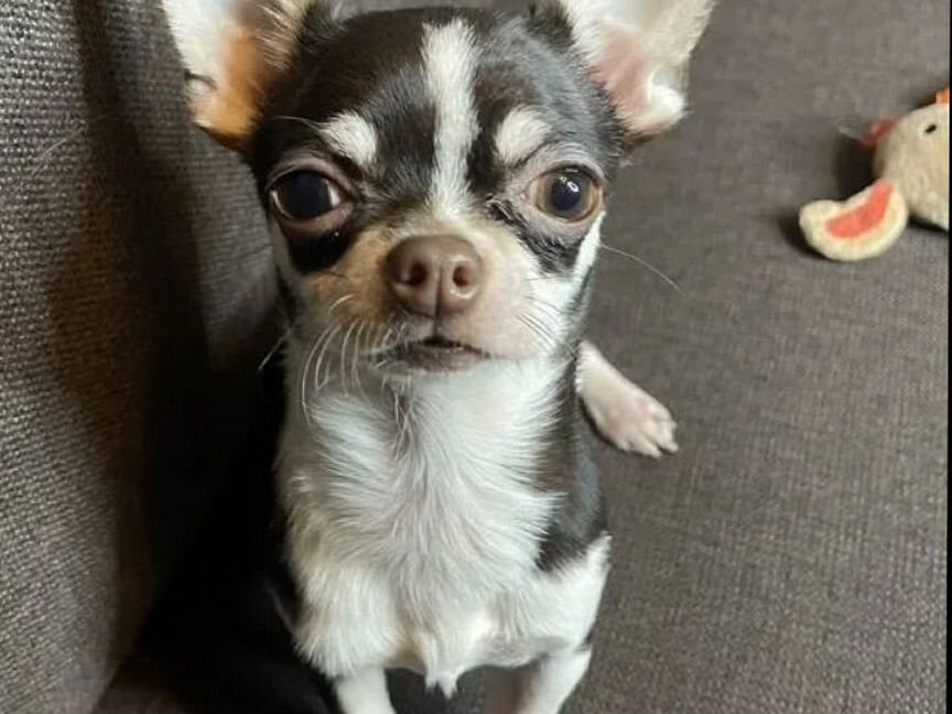 Щенки Чихуахуа