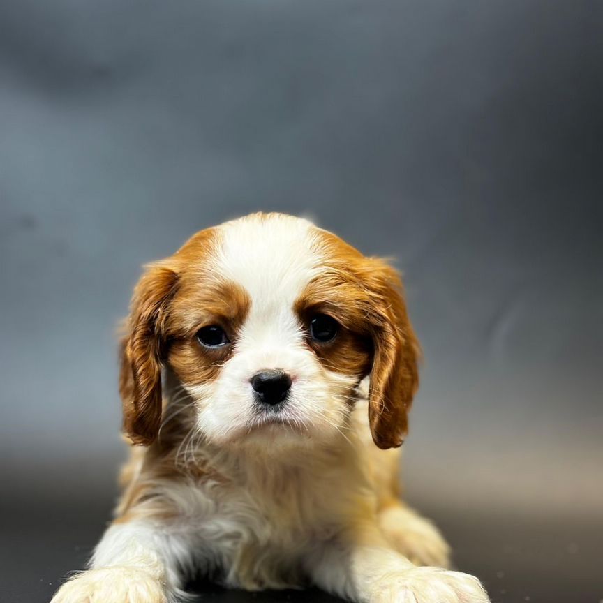 Мальчик бленхейн ккчс