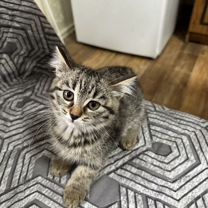 Шотландская кошка