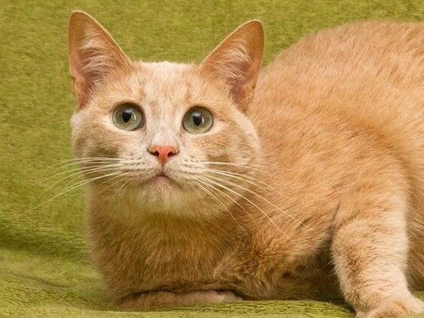 Плюшевый рыжик, котик Рич ищет семью