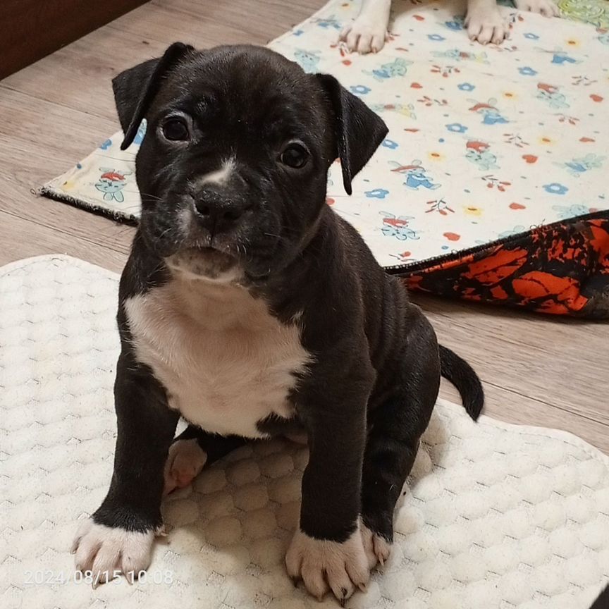 Щенки Амстаффтерьера