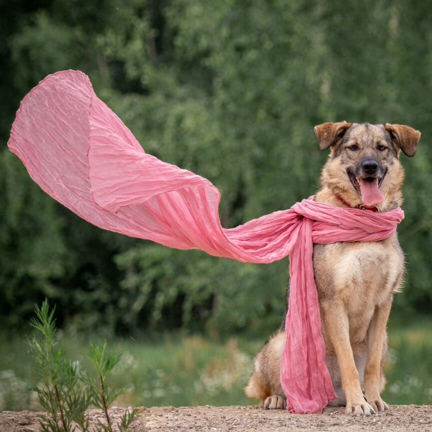 Нежная и ласковая девочка Боня пропадает в приюте