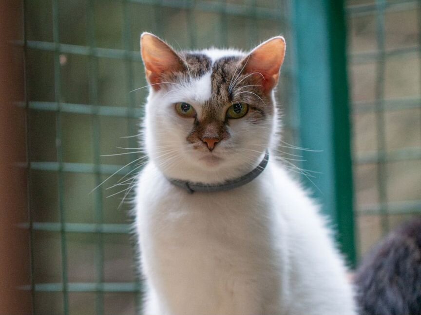 Ищем любящую семью для молодого кота Итана