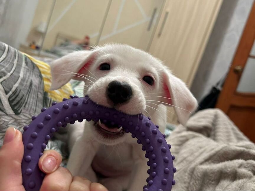 Щенки аргентинского дога