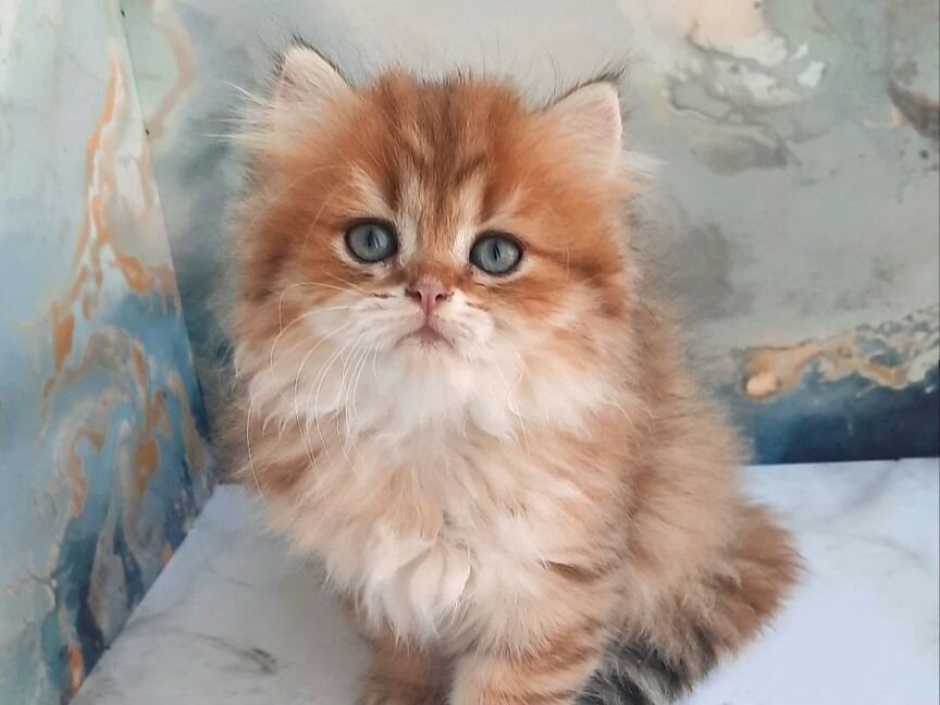 Британские длинношерстные золотые котята