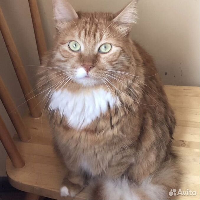 Котик метис Сибирской породы