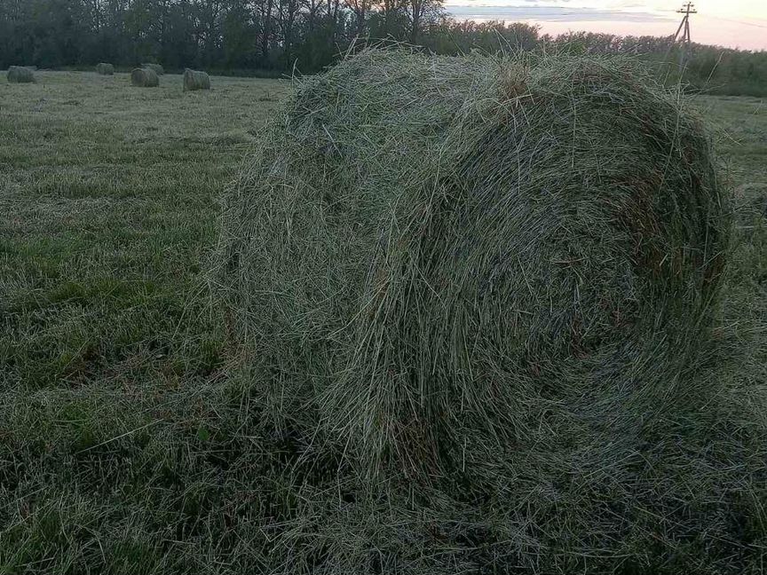 Сено в рулонах