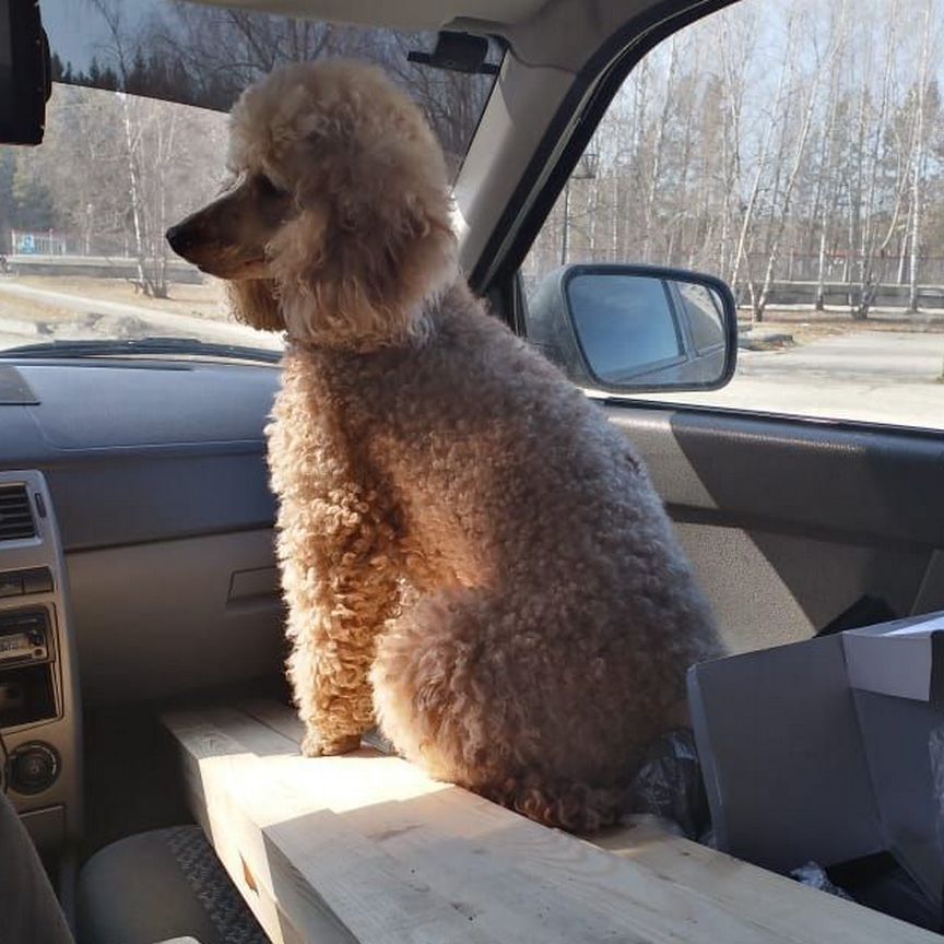 Пудель, вязка