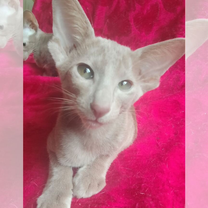 Ориентальный котёнок