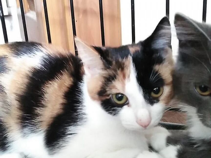 Котенок 5 месяцев