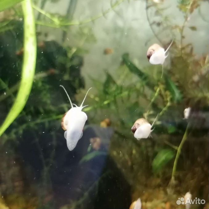 Улитки катушки-5р, Ампулярии-20