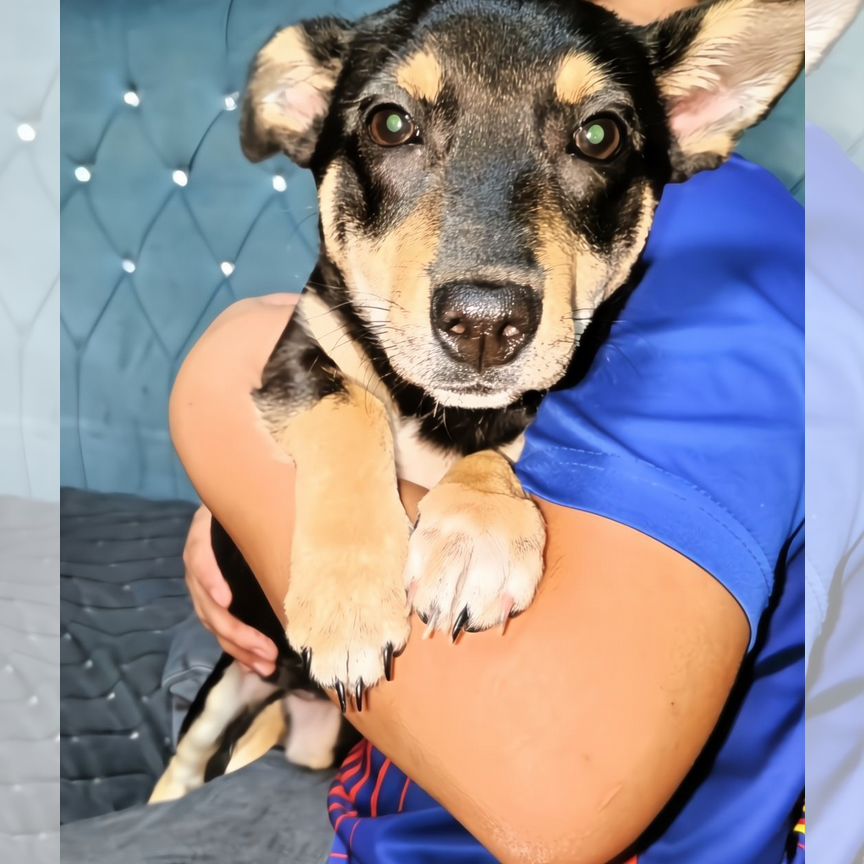 Русский той-терьер, щенок