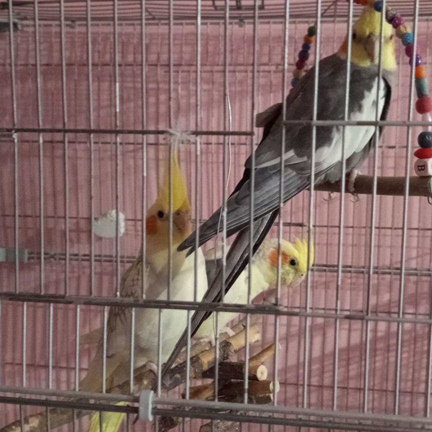 Попугай корелла птенец