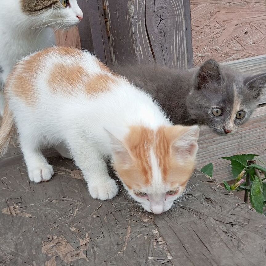 Котята от очень умной кошки