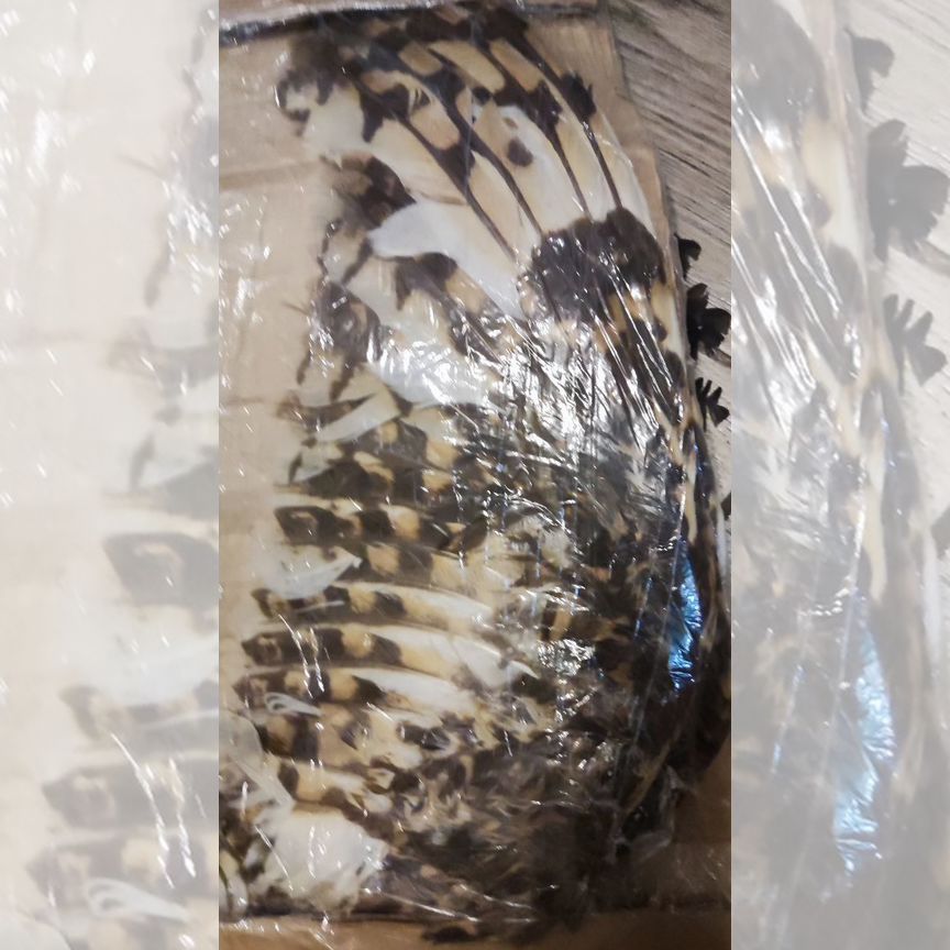 Крылья птицы