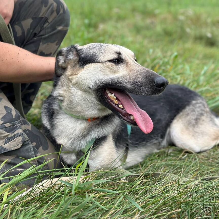 Дженни из приюта