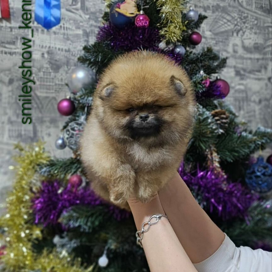 Яркая мини малышка