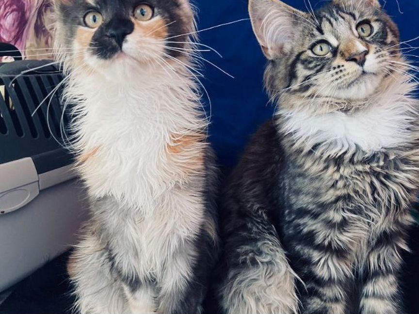 Котята мейн-кун