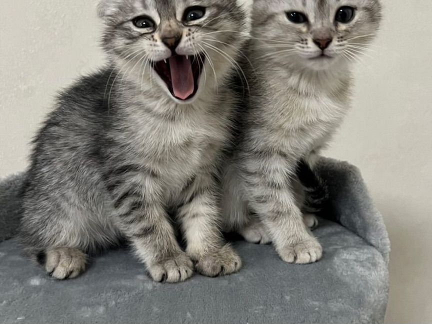 Шотландские вислоухие котята