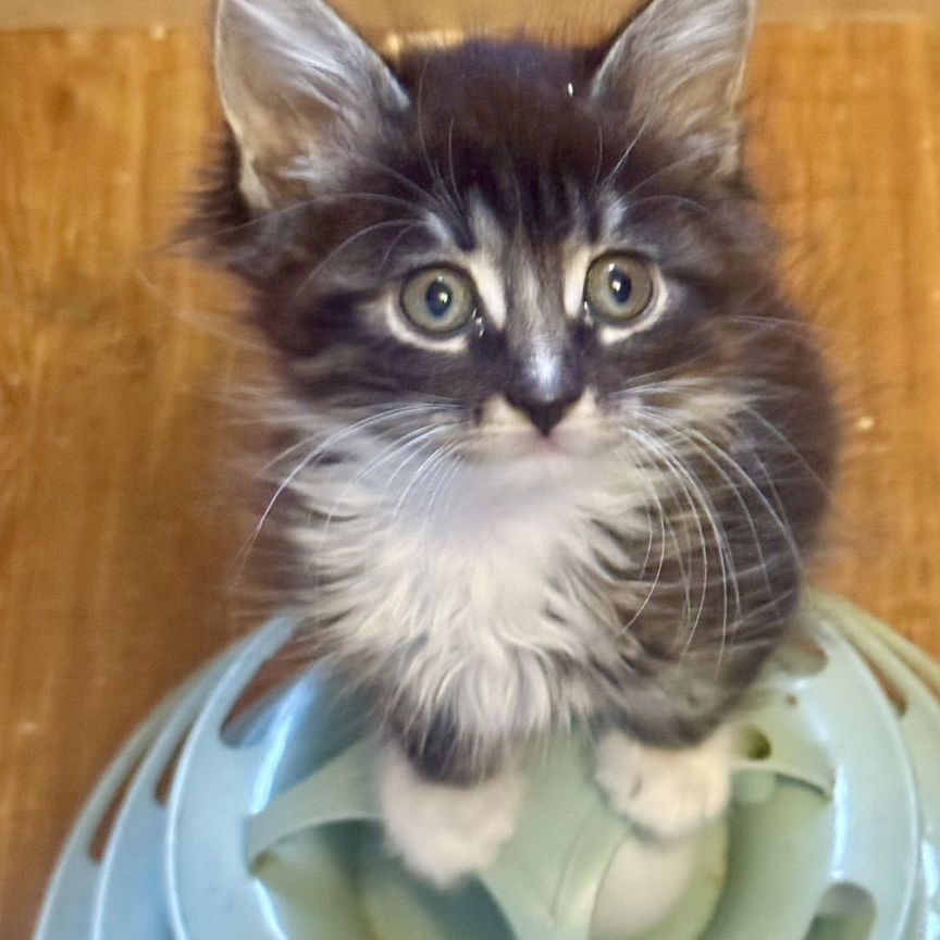 Котята мейн-кун