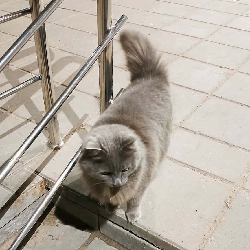 Котик потеряшка