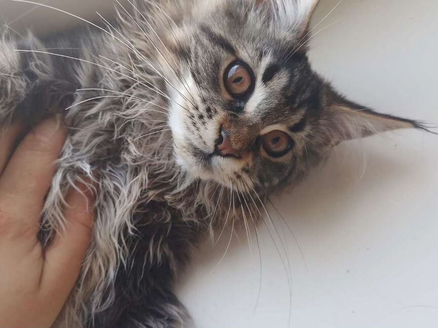 Котята мейн-кун