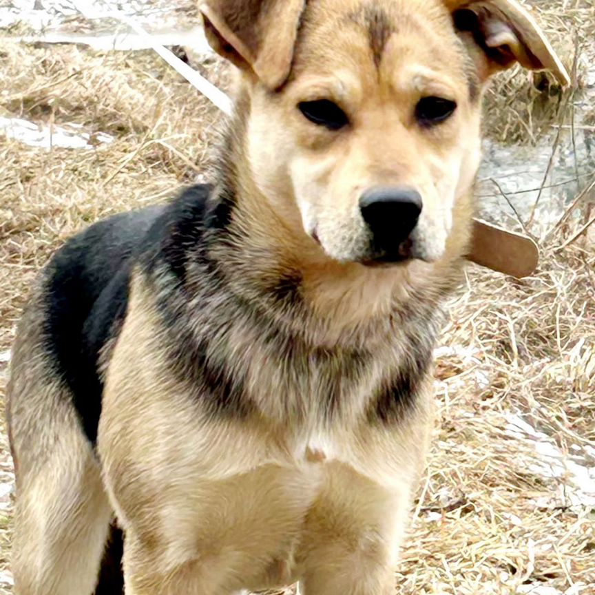 Лика ищет любящих родителей