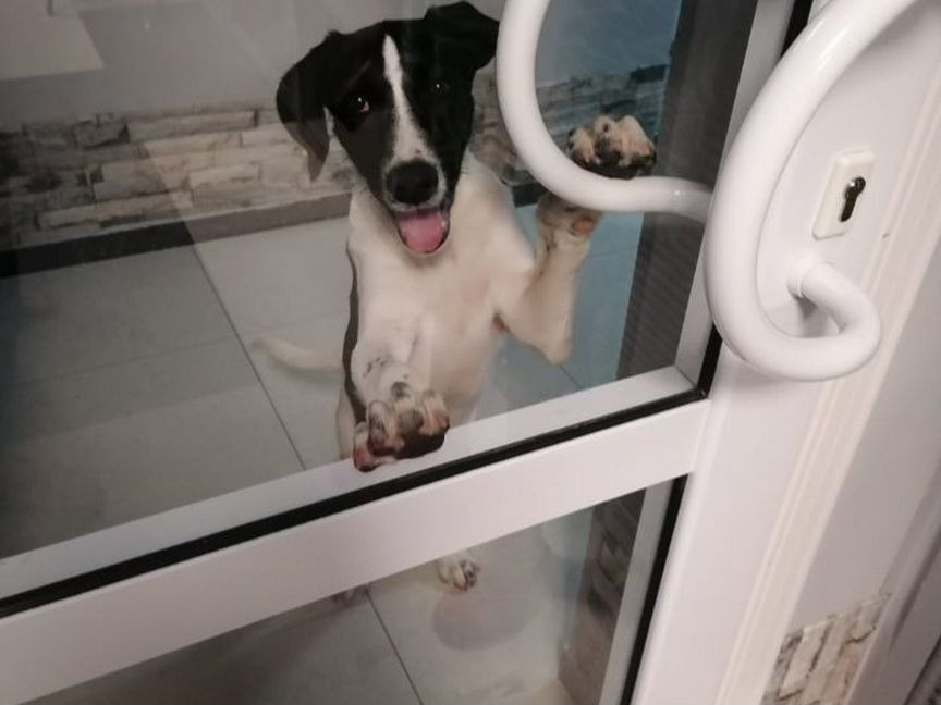 Красавчик игривый. Нужен хороший, добрый хозяин