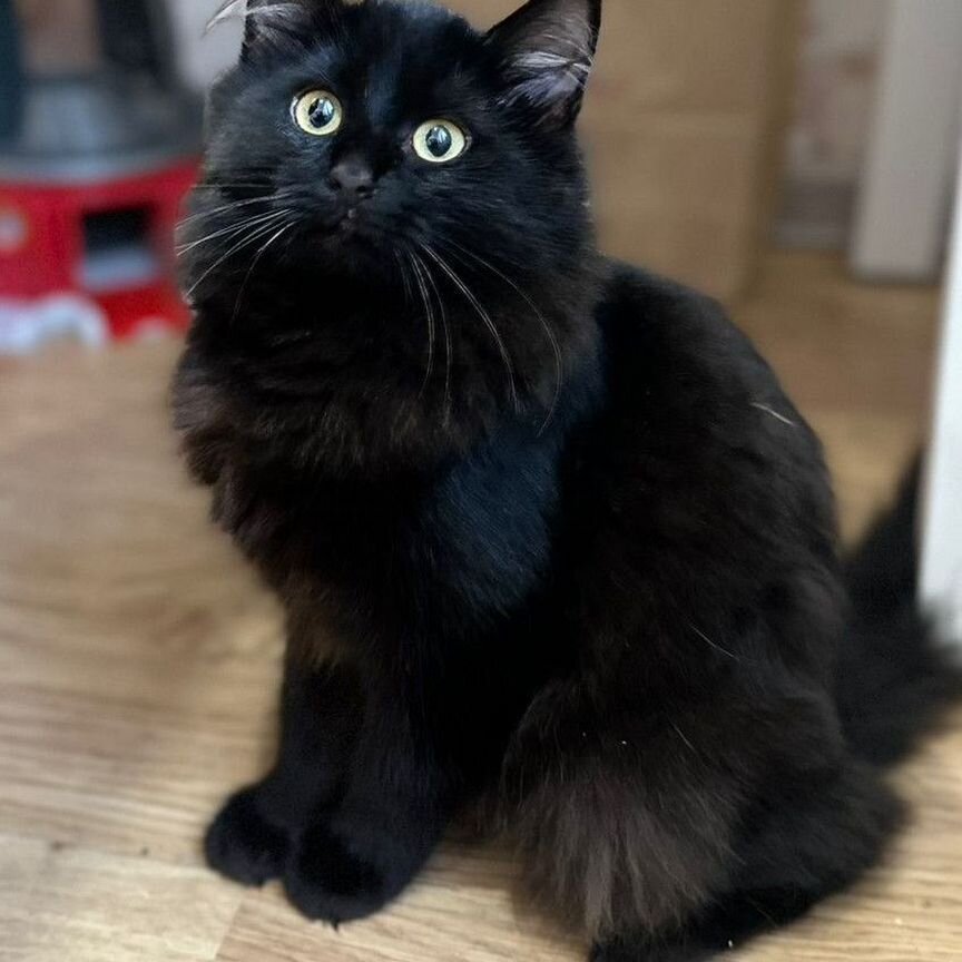 Кошки в добрые руки