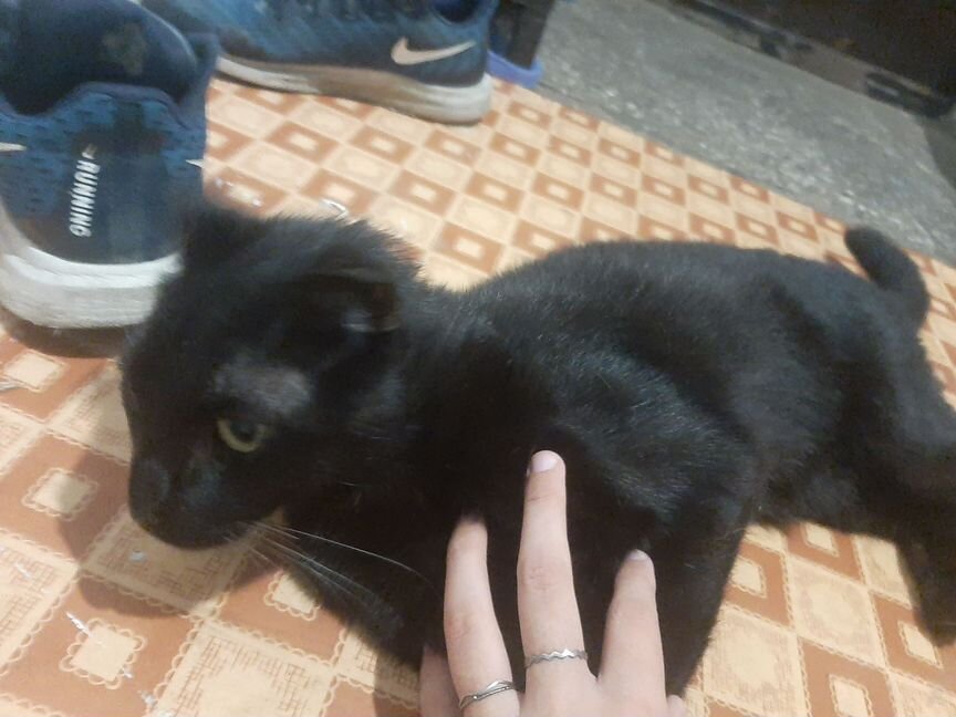 Шотландский веслоухий котик