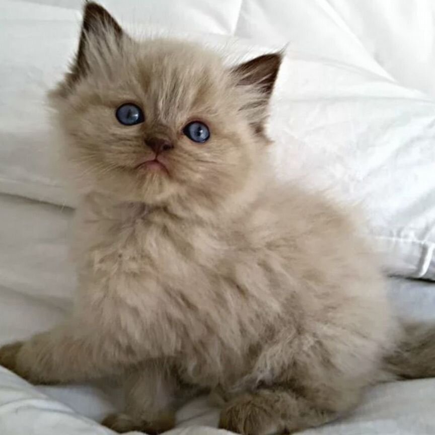 Рэгдолл котёнок