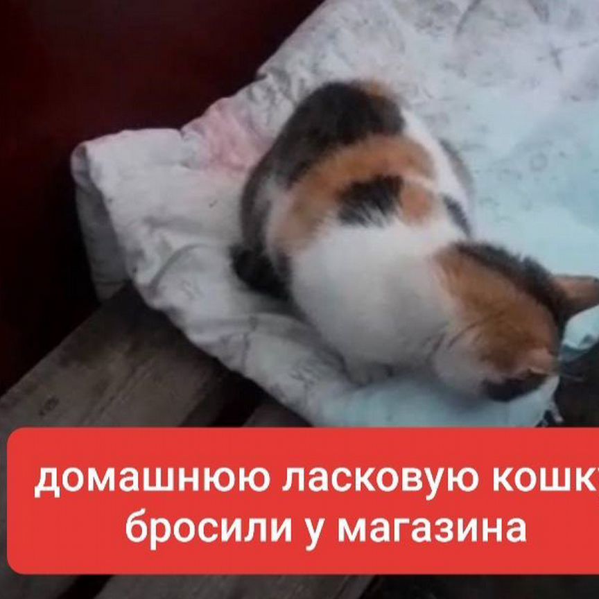 Взрослая кошка в добрые руки