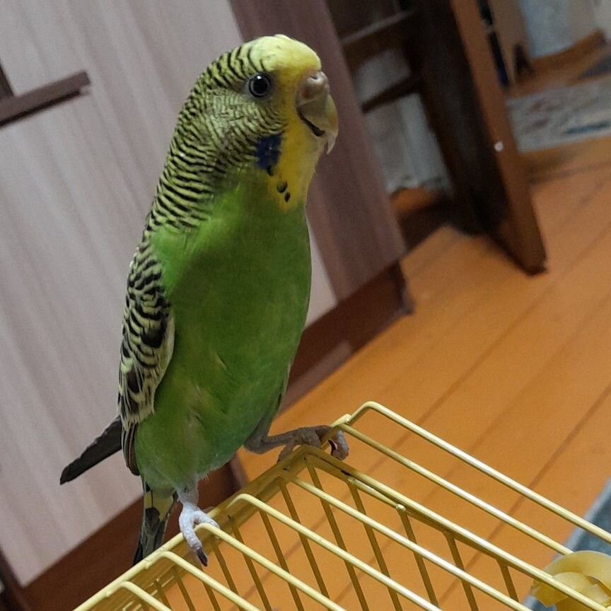 Волнистый попугай с клеткой
