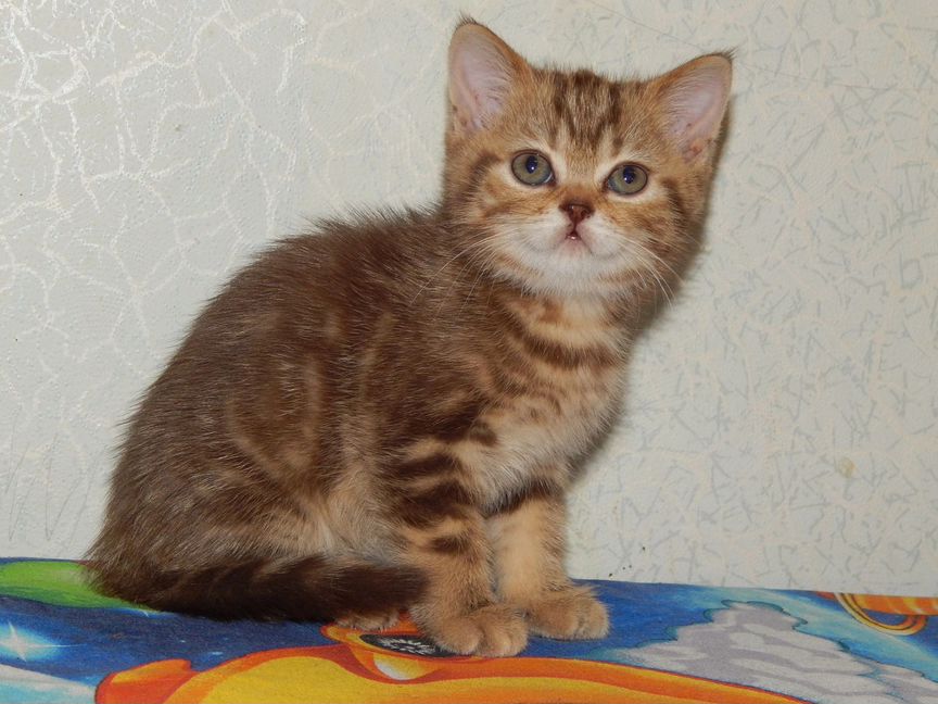 Шотландские котята прямоухие