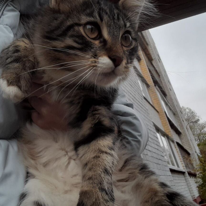 Котёнок