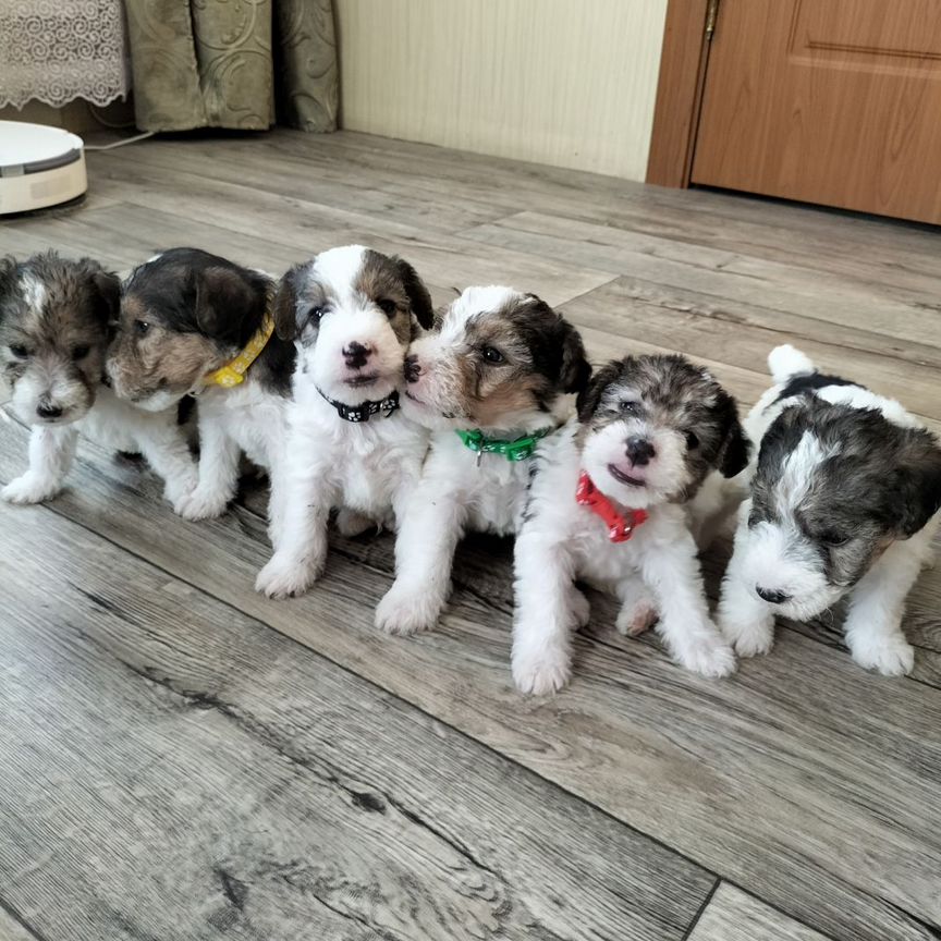 Фокстерьер, щенок