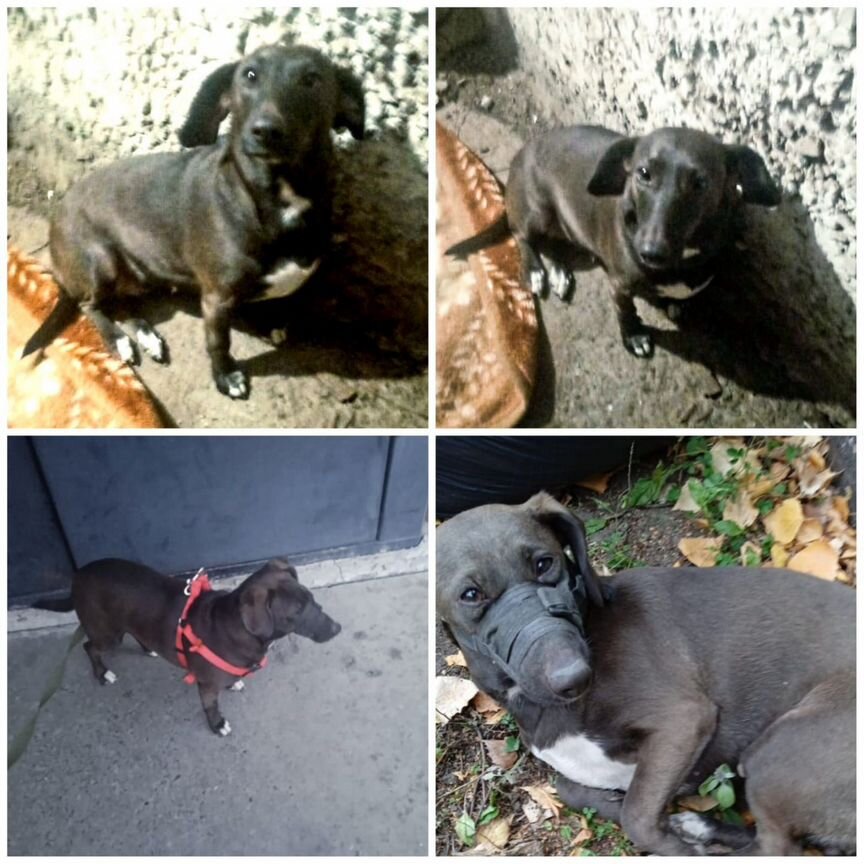 Маленькая собачка в поисках дома, передержки