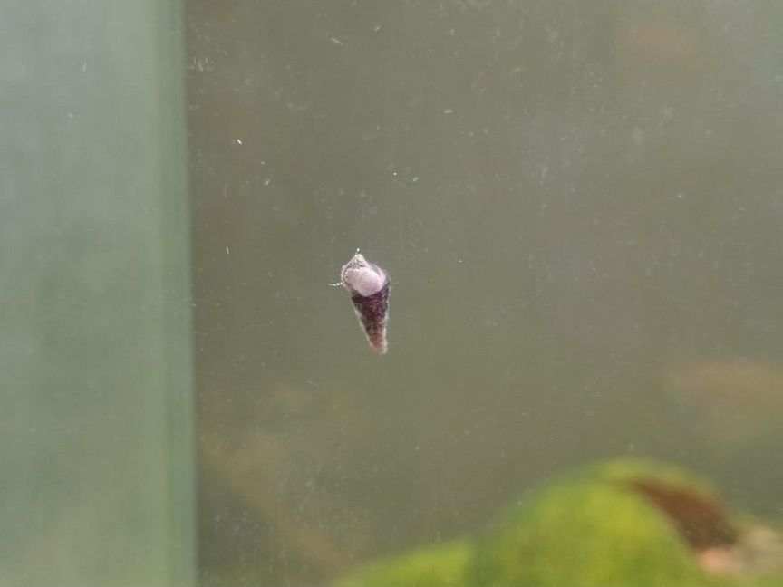 Улитки аквариумные