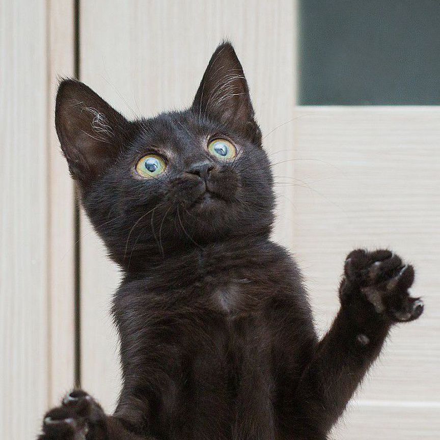 Чернушки котята девочки в семью, 2 месяца