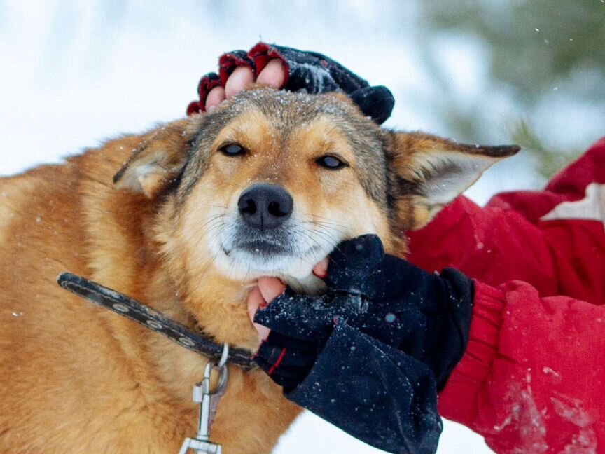 Милая собака в добрые руки
