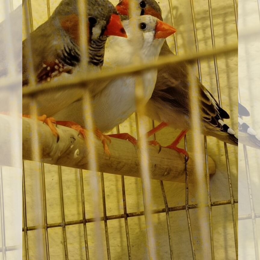 Зебровые амадины