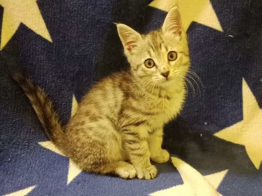 Котенок в добрые руки мальчик