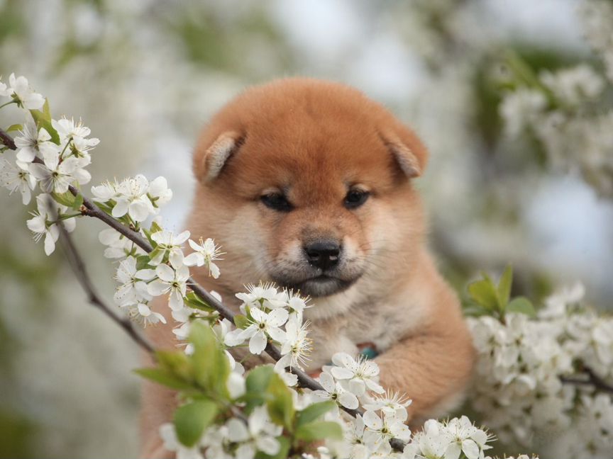 Щенки Сиба Ину